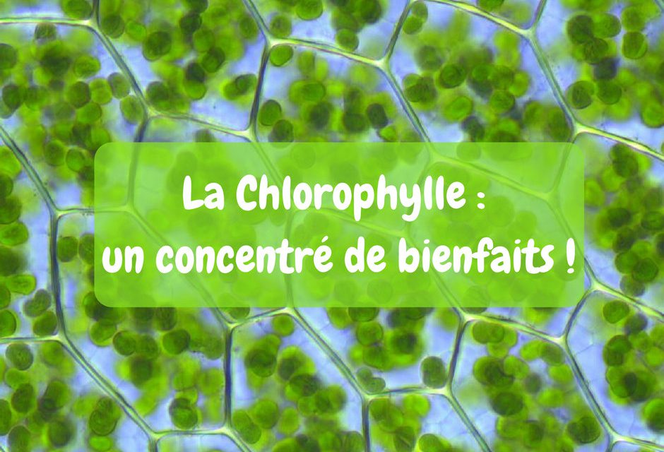 La chlorophylle | APH - Heilpraktiker